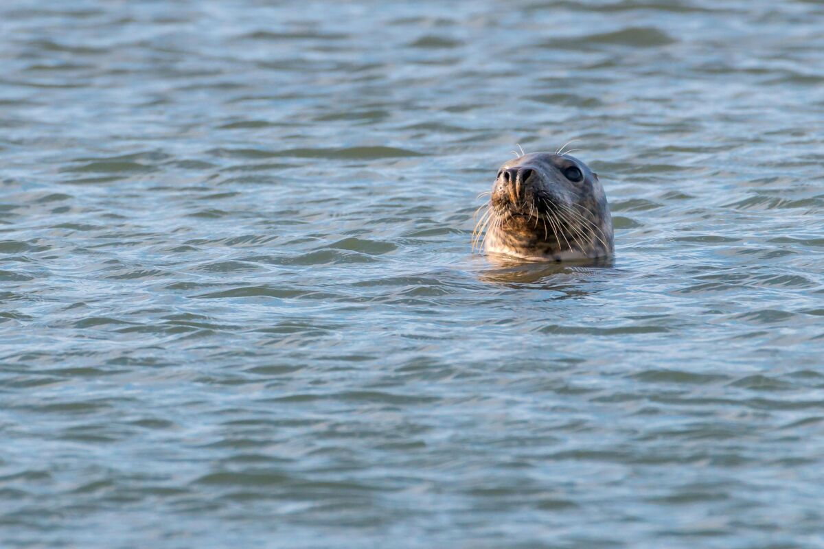 Verrassing in Utrecht een zeehond