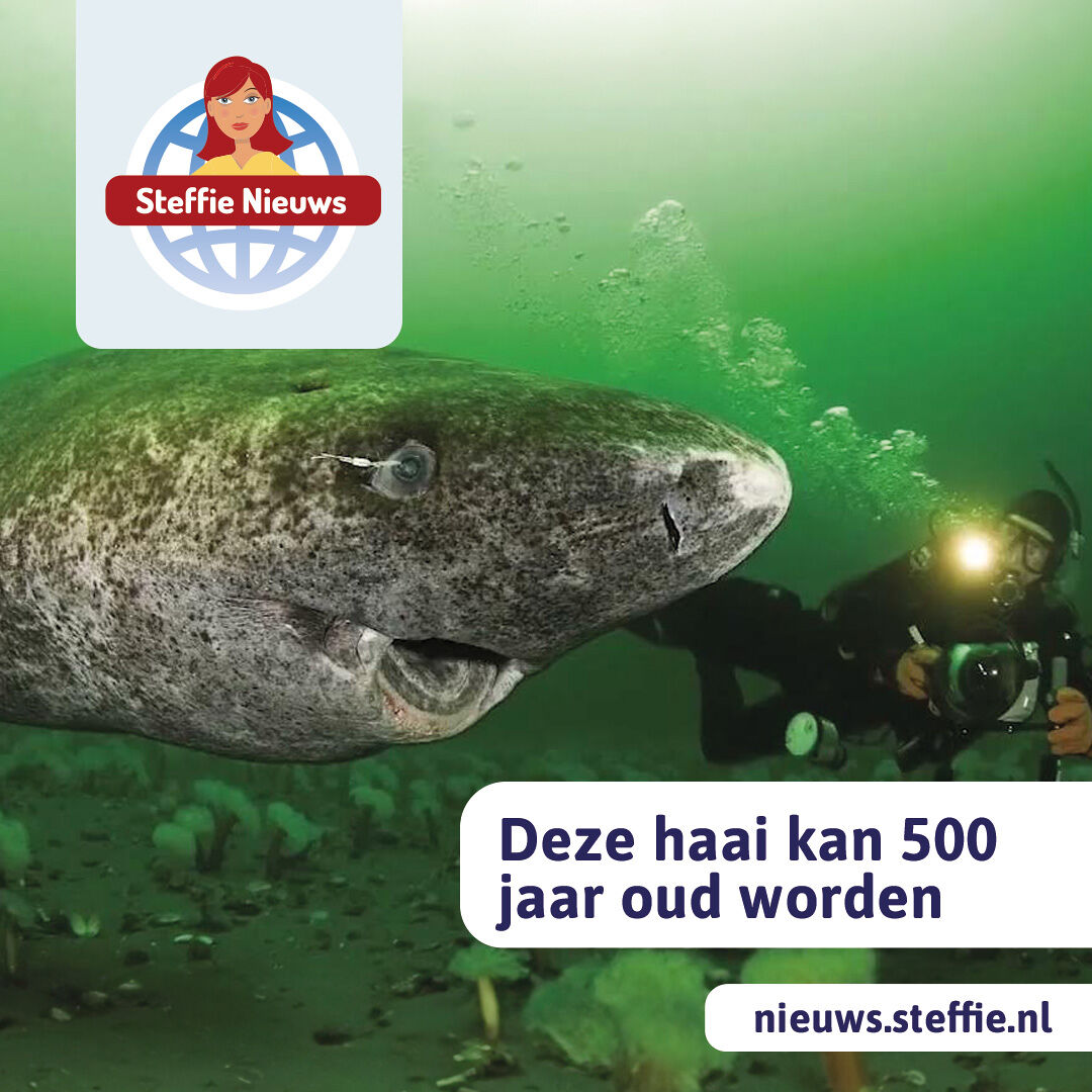 Waarom kan deze haai wel 500 jaar oud worden?