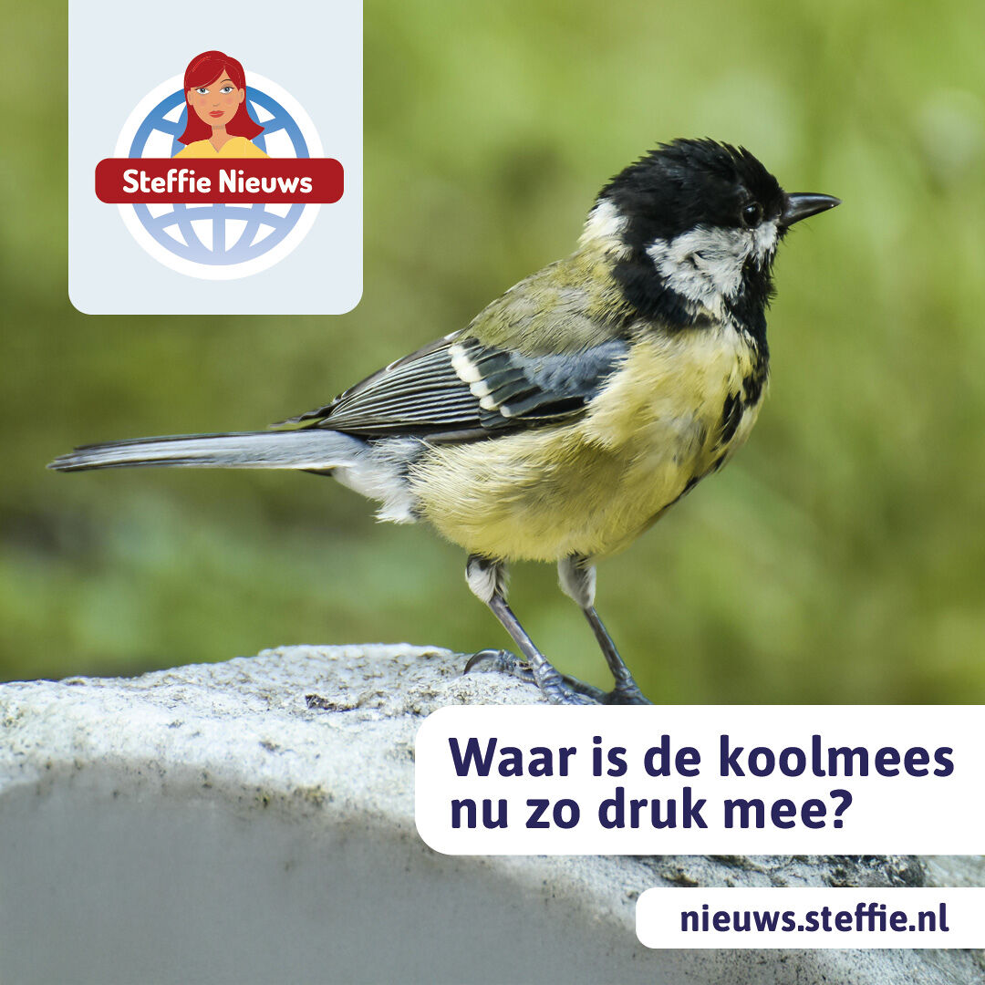 Koolmezen druk in de weer