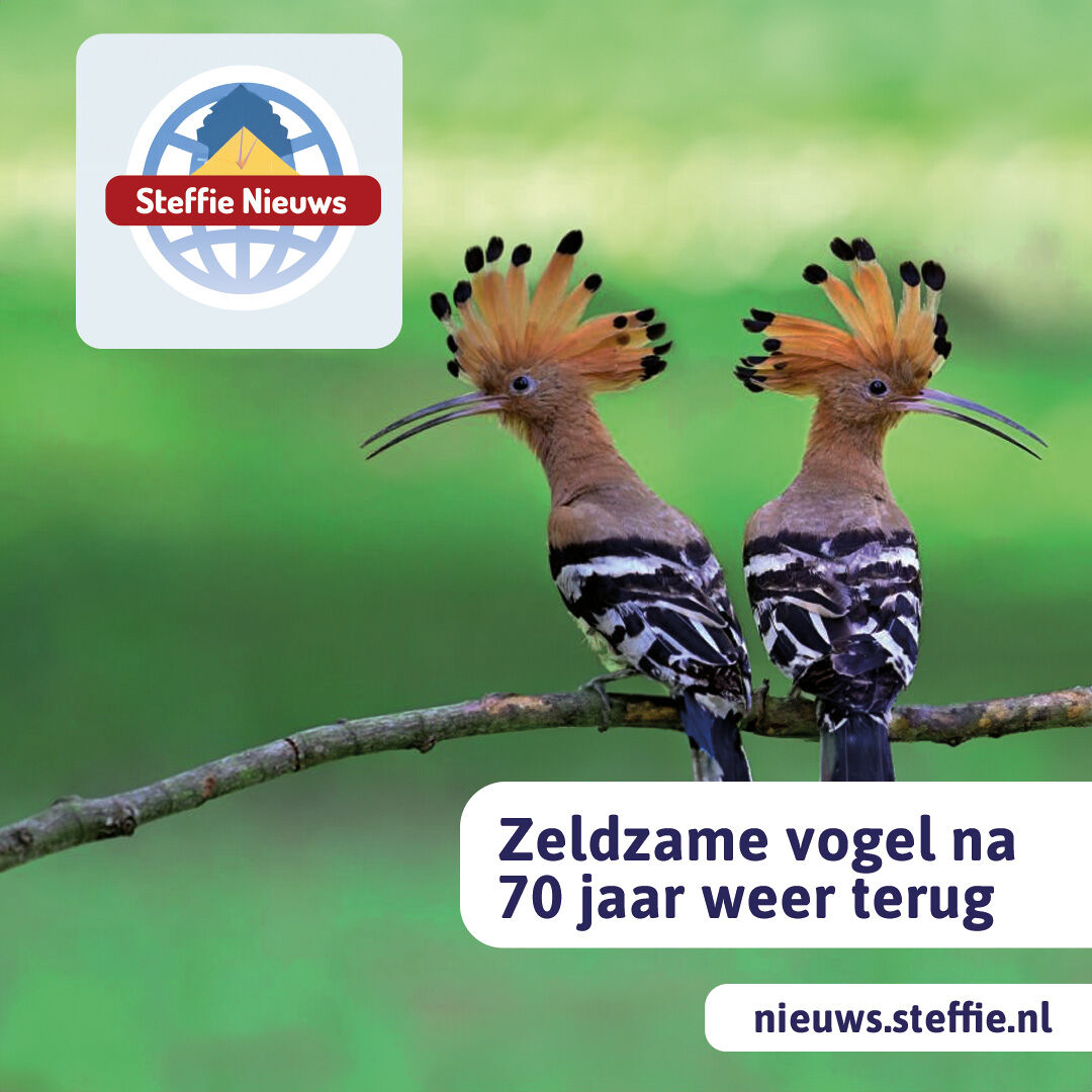 Zeldzame vogel terug in Nederland na 70 jaar