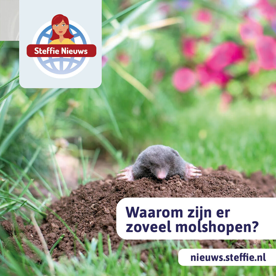Waarom zie je nu overal molshopen?