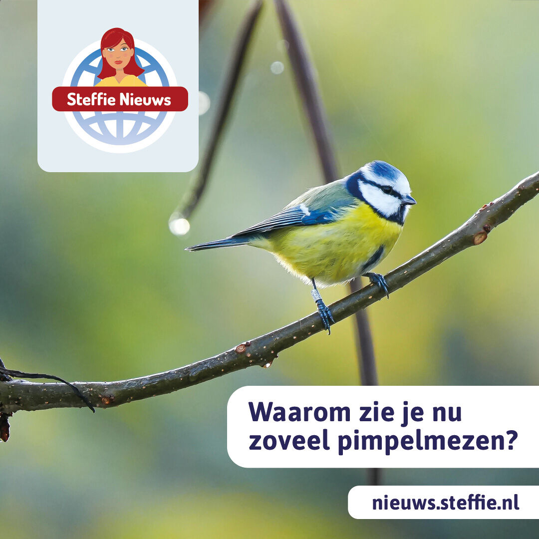 Pimpelmezen overal in het land