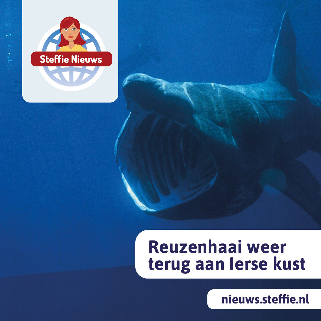 Reuzenhaai weer terug aan de Ierse kust